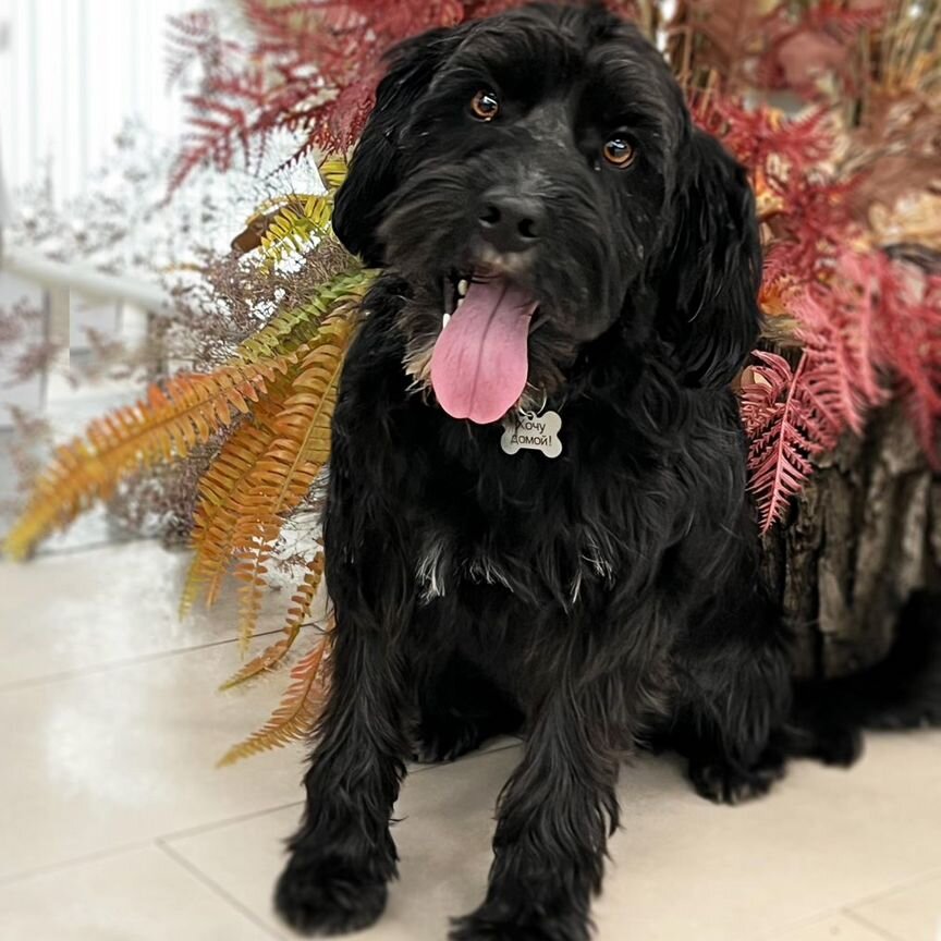 Небольшой харизматичный пес в добрые руки