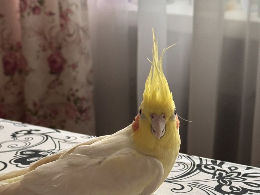 Попугай корелла лютино