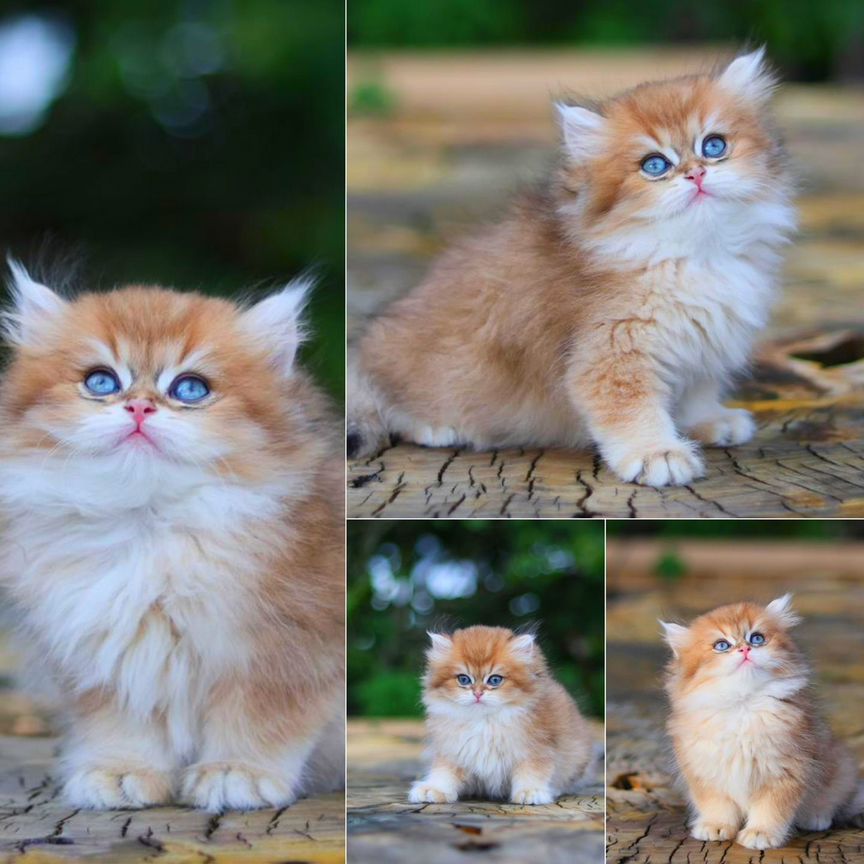 Бомбические золотые шиншиллы