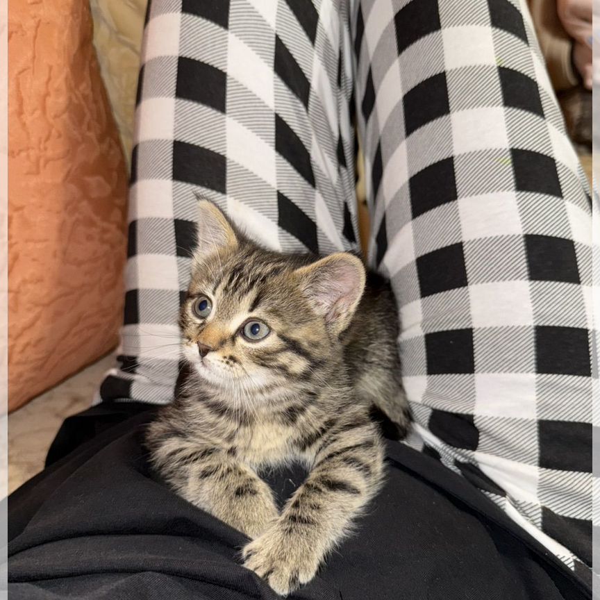 Котенок девочка