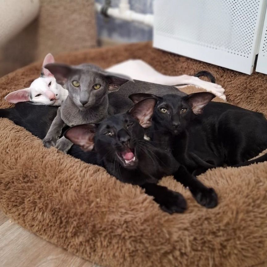 Ориентальные котята девочки
