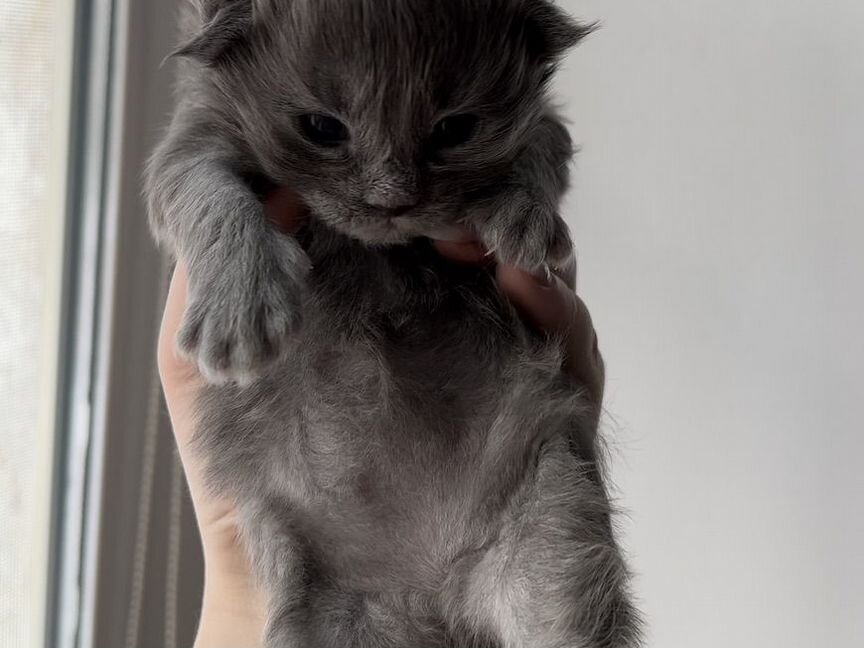 Котята Мейн-кун