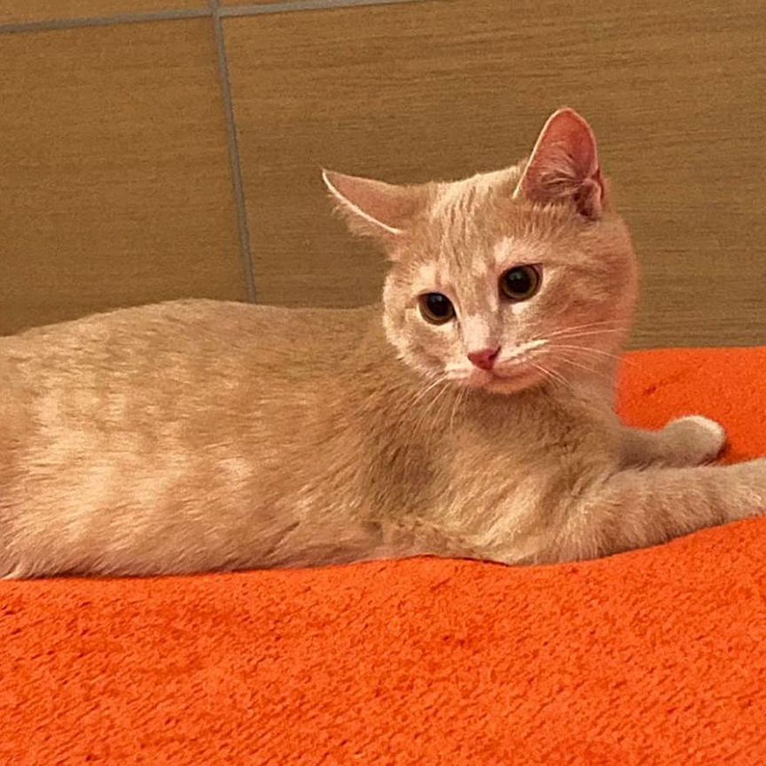 Персиковый ласковый котик в добрые руки