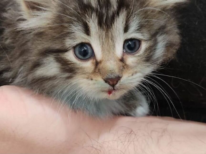 Сибирская кошка