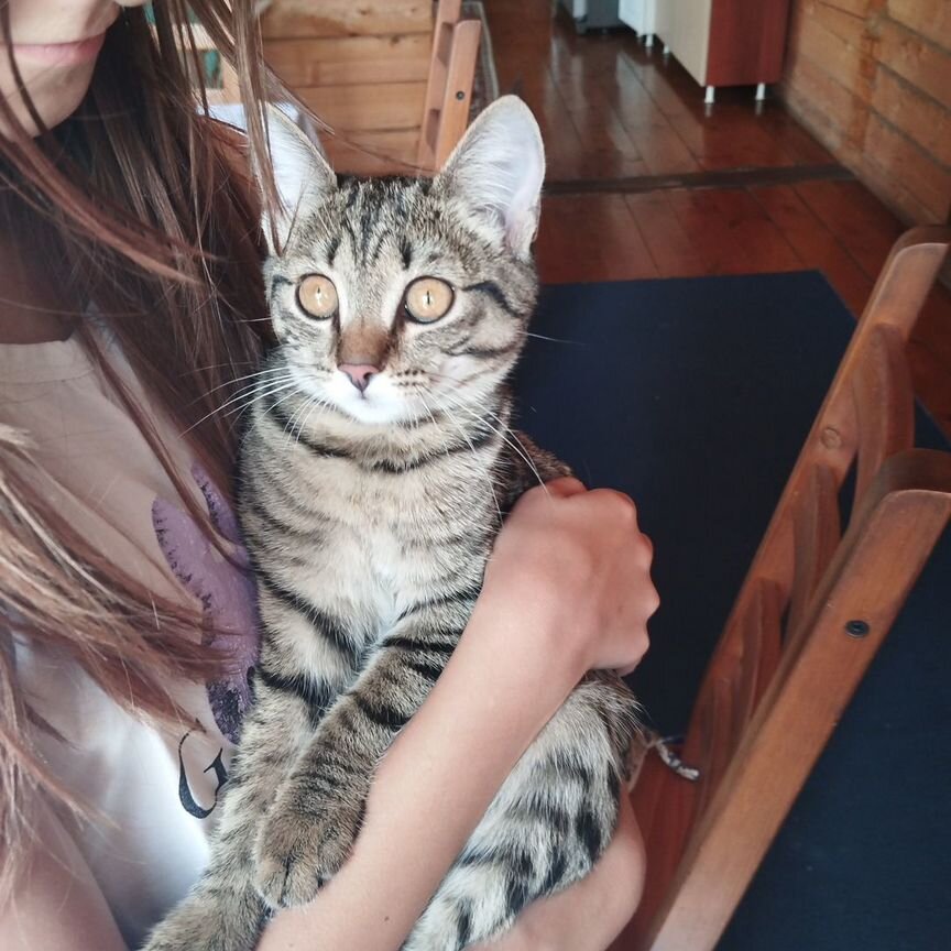 Отдам в добрые руки