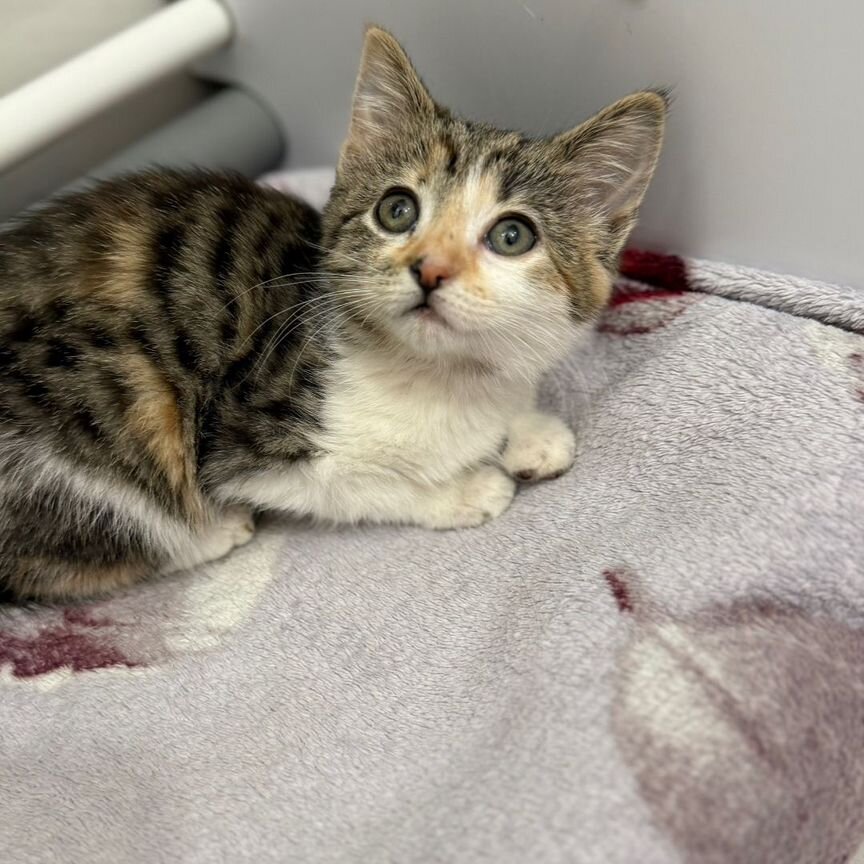 Котёнок в добрые руки