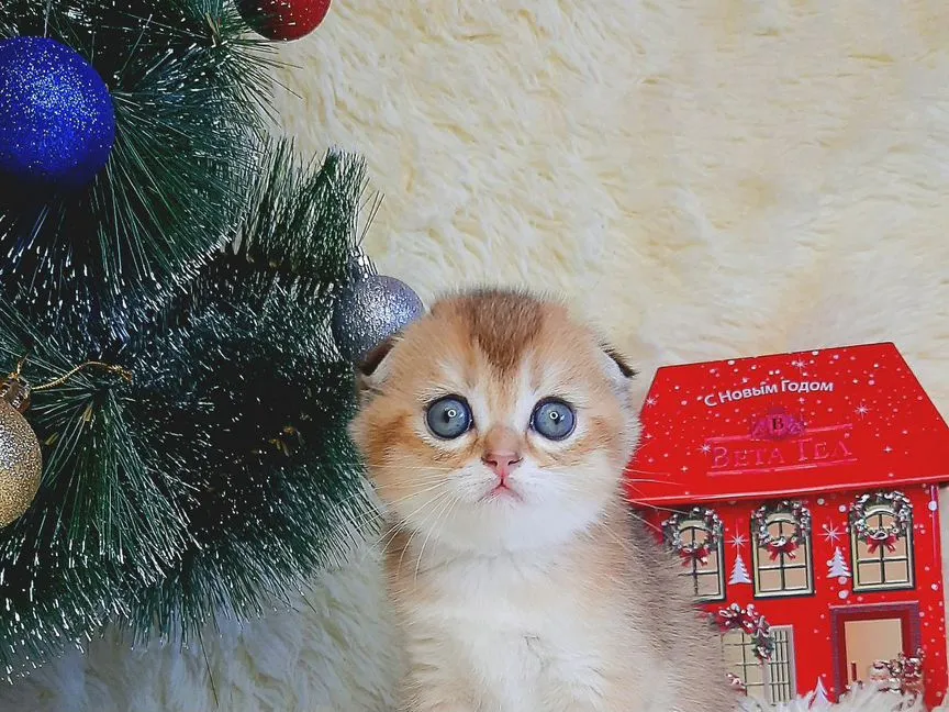 Шотландский котёнок с документами