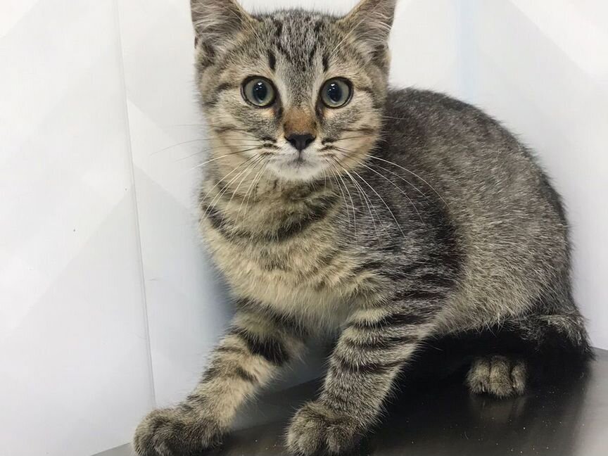 Котенок