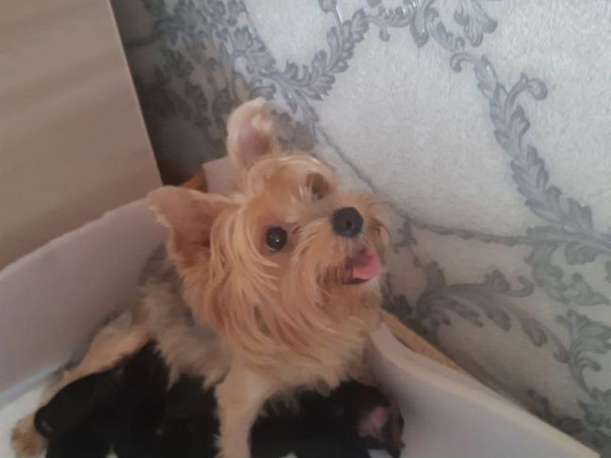 Резерв щенков йорка