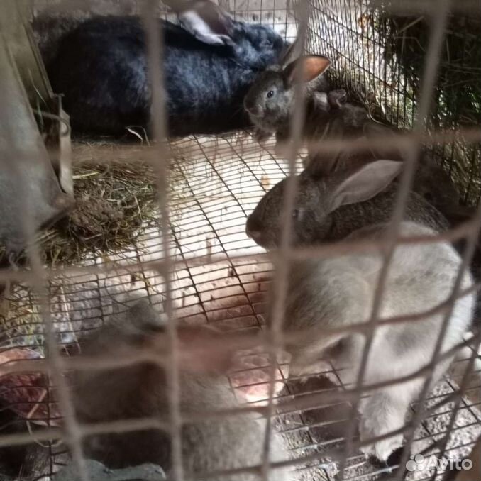 Крольчиха с крольчатами