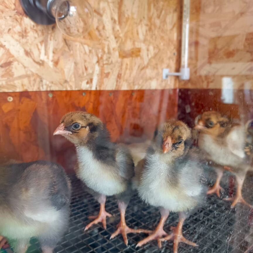 Цыплята мясояичной породы