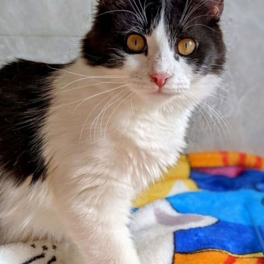 Красавица Люсине ищет дом