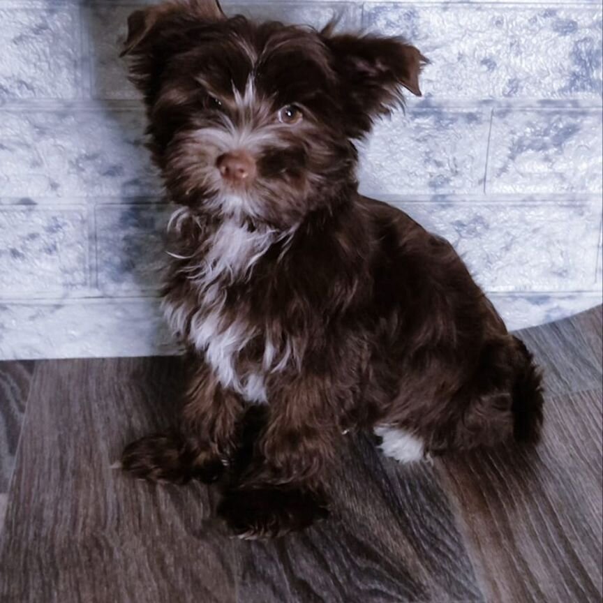 Бивер-йоркширский терьер, щенок