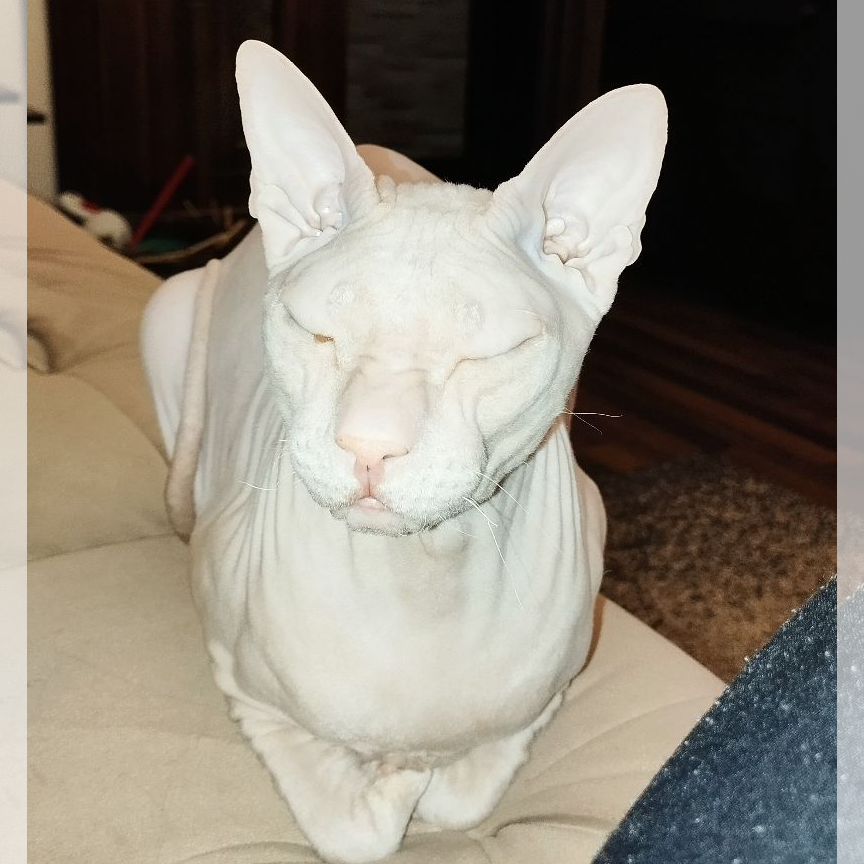 Донской сфинкс, взрослый кот