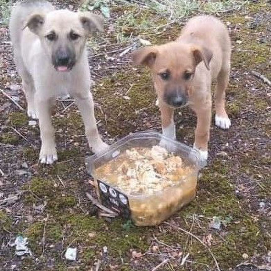 Дворовая охрана