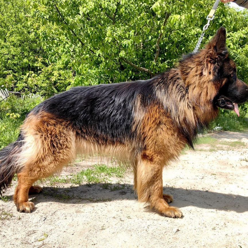 Немецкая овчарка, вязка