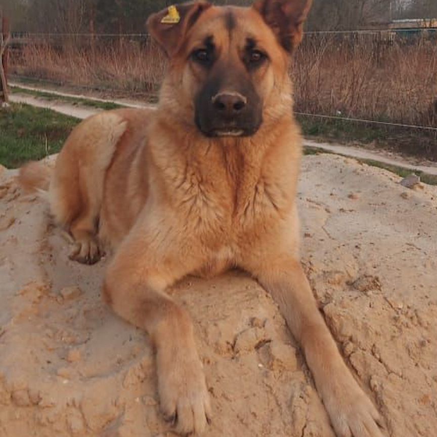 Взрослая собака в добрые руки