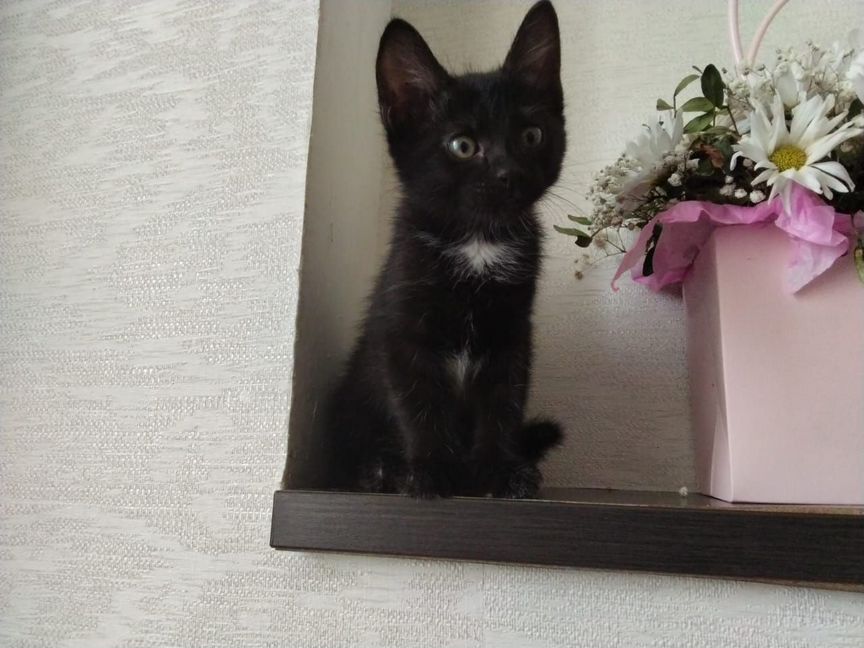 Хорошенькие котятки в добрые руки