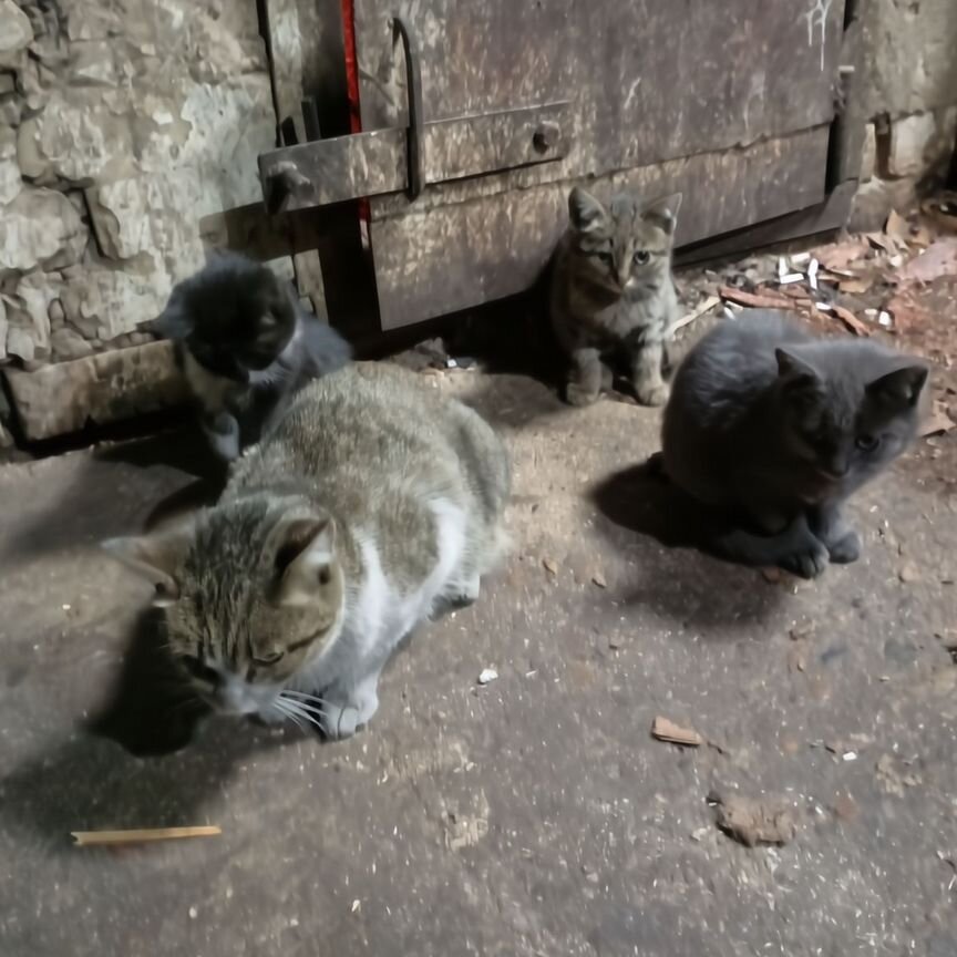 Котёнок в добрые руки