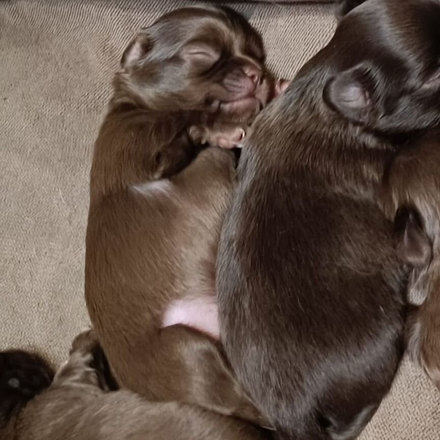 Чихуахуа, щенок