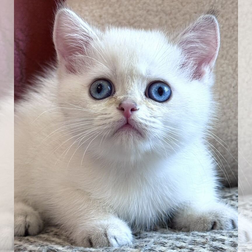 Британский короткошёрстный котёнок