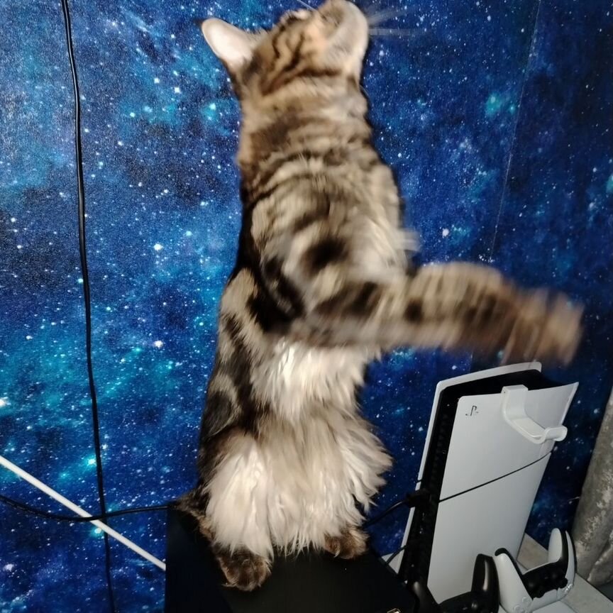 Котята мейн-кун