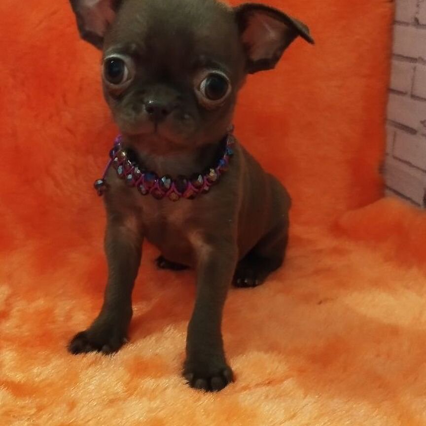 Чихуахуа крошечка-ховрошечка