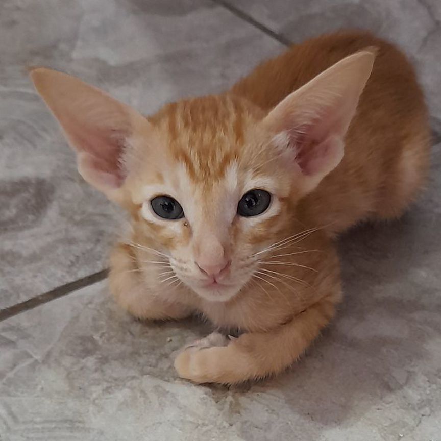 Ориентальный котёнок