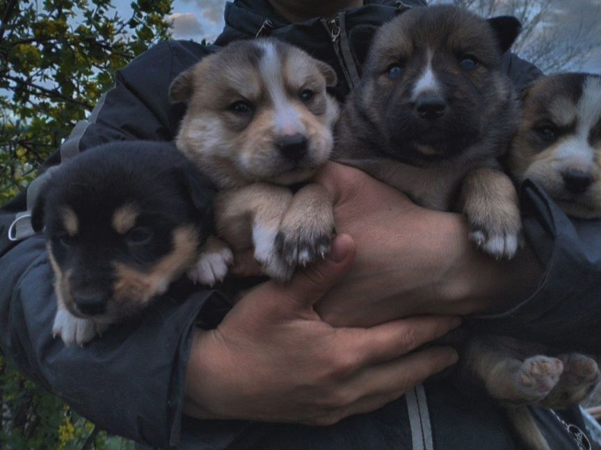 Щенки хаски