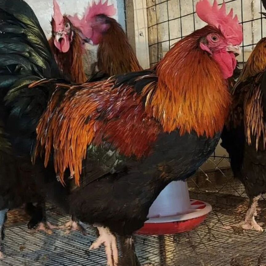 Петух Маран черно-медный породный