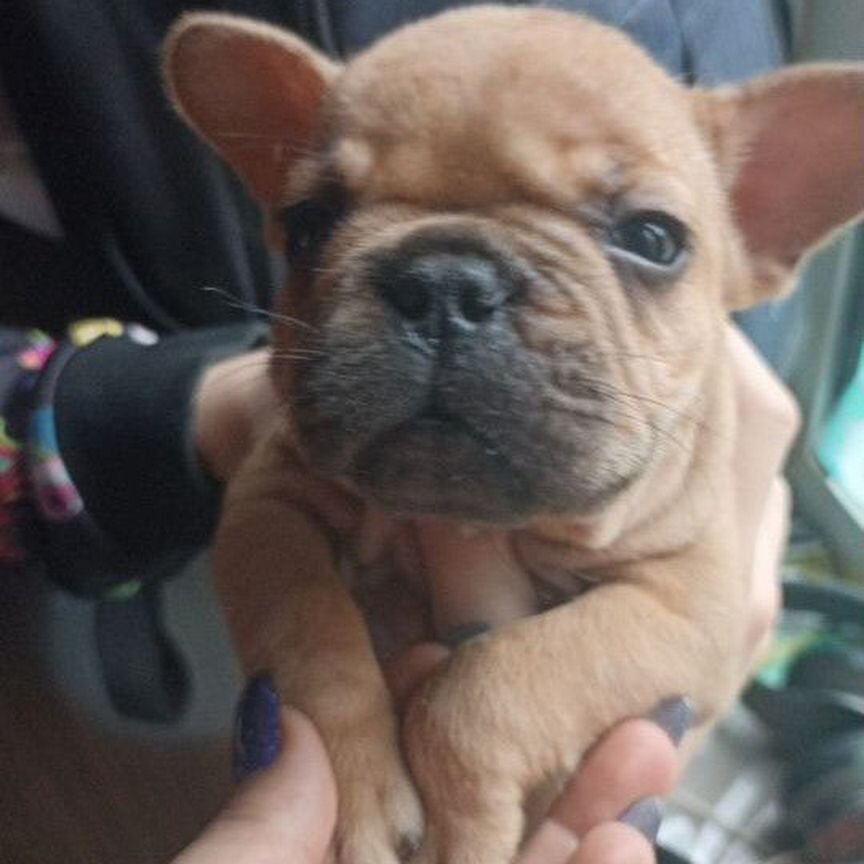 Французский бульдог щенки