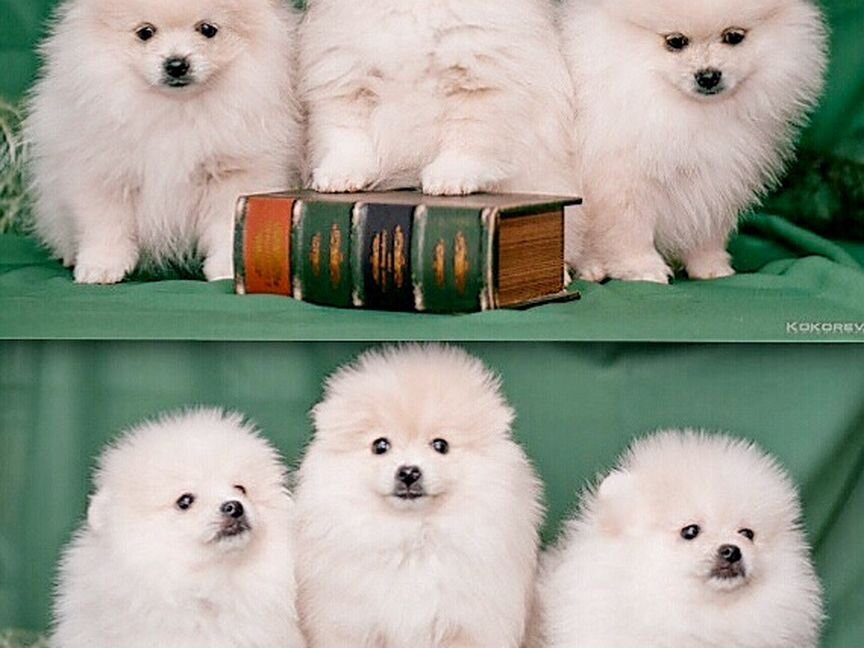 Шпицы кремовые