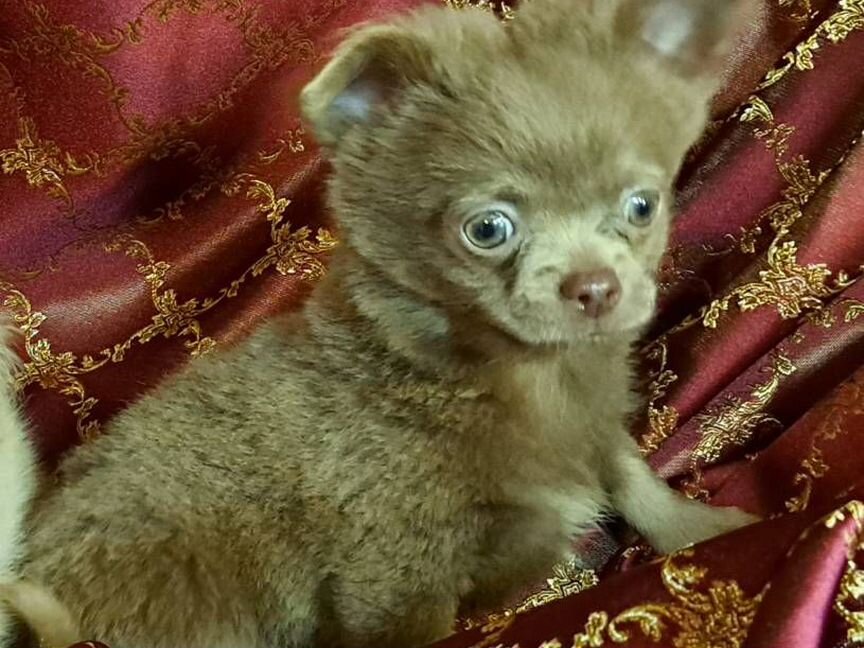 Лиловый мальчик