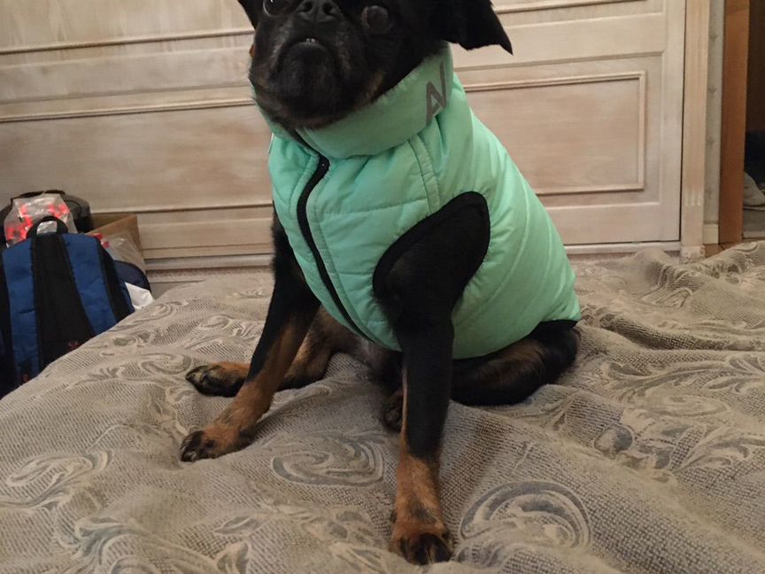 Комбенезон Airy vest для мелкой собачки