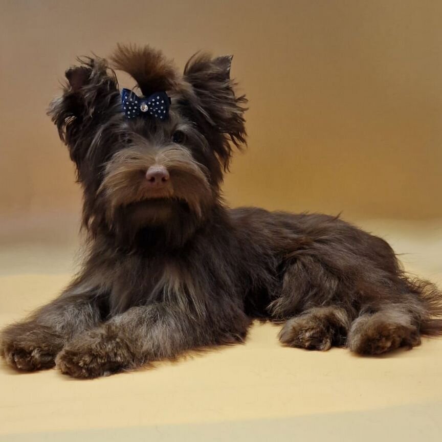 Йоркширский терьер, щенок