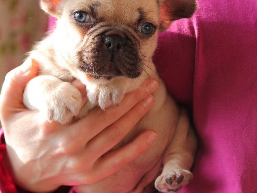 Француженка - реальная красотка