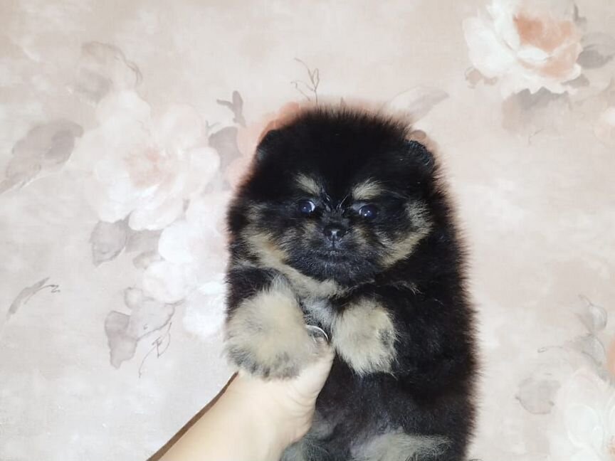 Шпиц мальчик