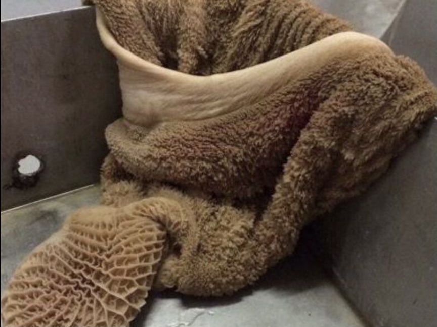 Рубец коровий