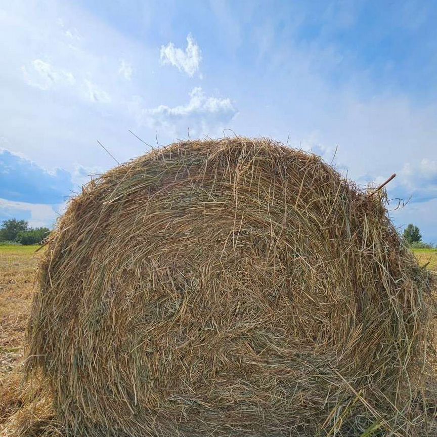 Продам сено в рулонах 2024 года, вес 320-350 кг