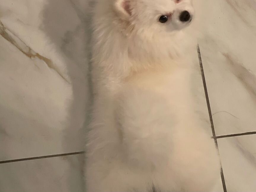 Померанский шпиц