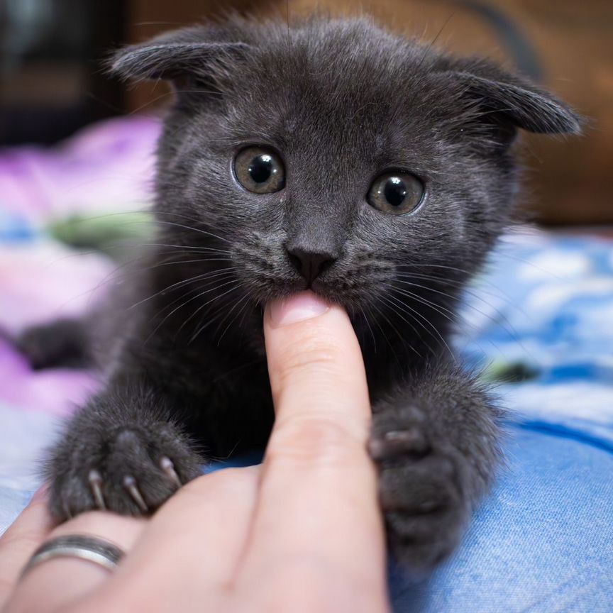 Русский голубой котёнок