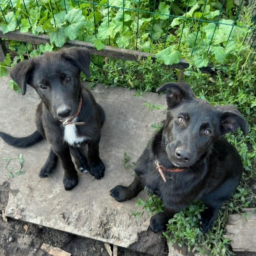 Хотим домой