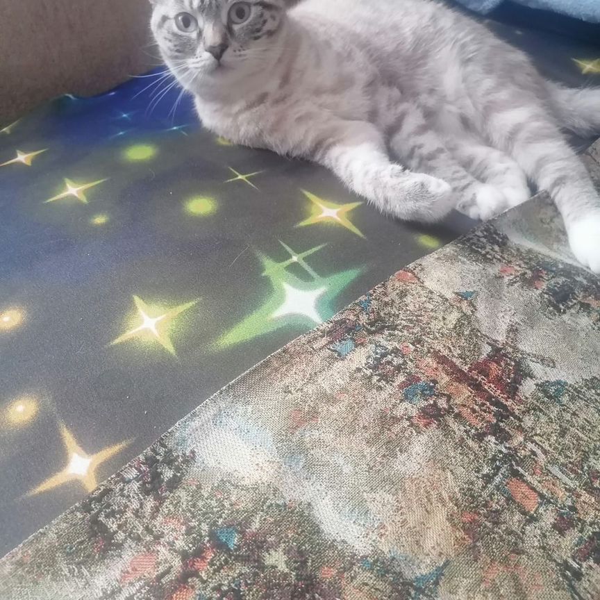 Отдам кота в связи с переездом