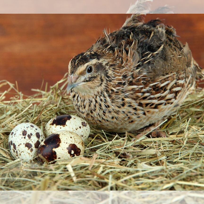 Перепела. инкубационное яйцо.столовое яйцо