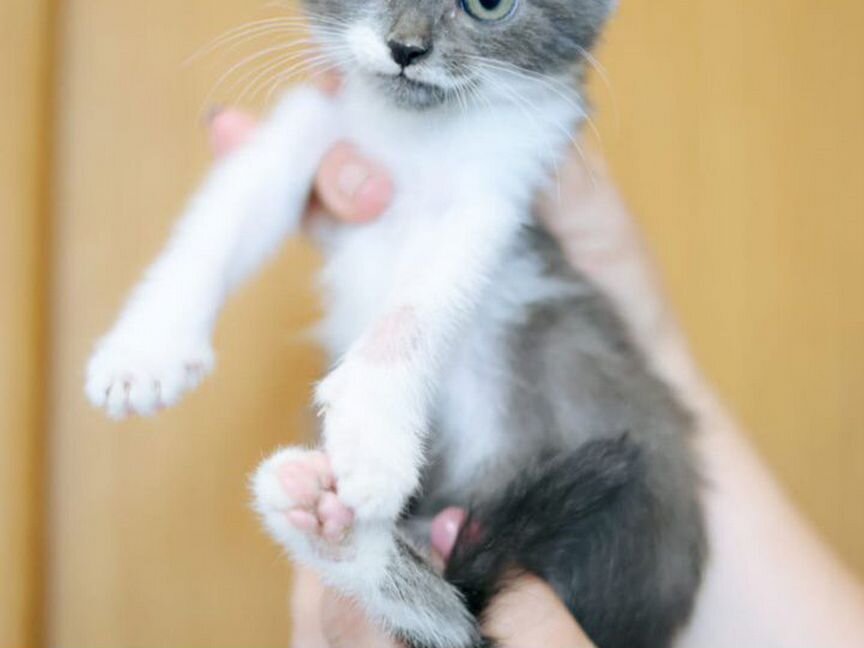 Котёнок ищет маму