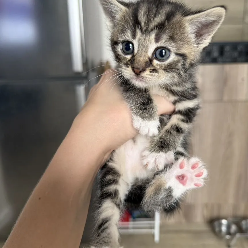 Котята