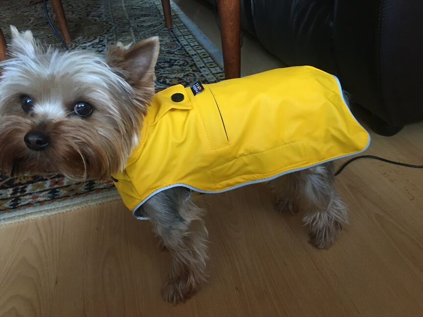 Комбинезон для собаки