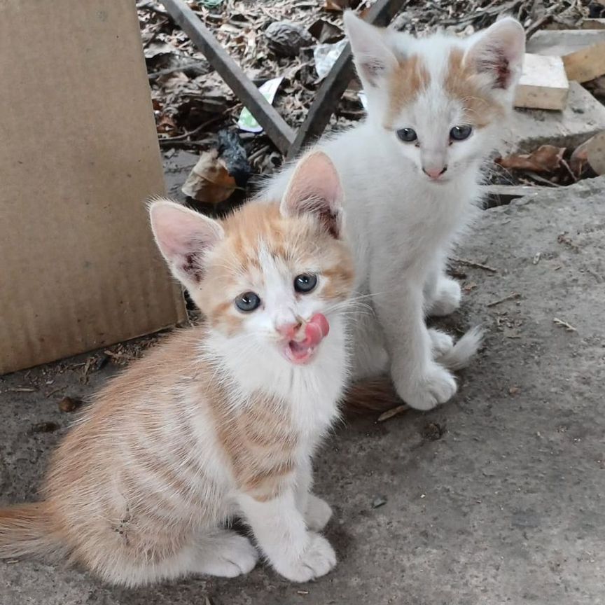 Котята в добрые руки