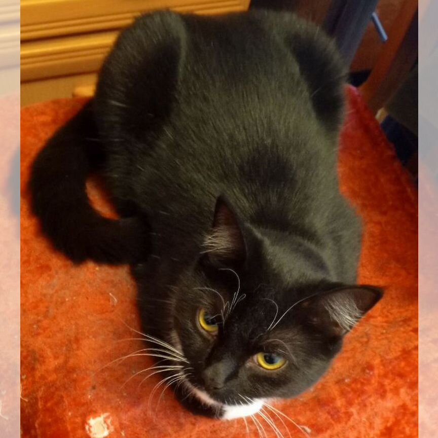 Кошка мышеловка