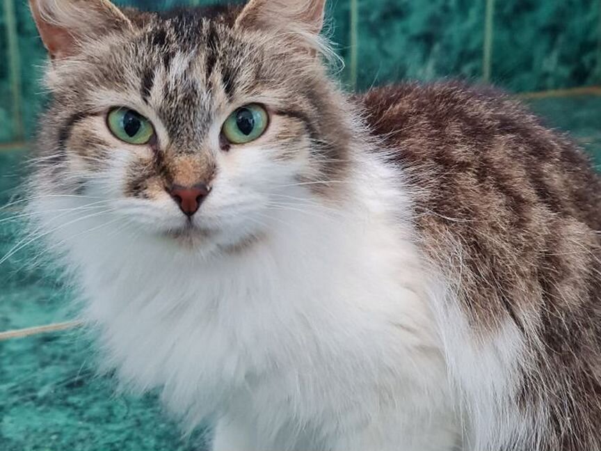 Котенок девочка 5 месяцев